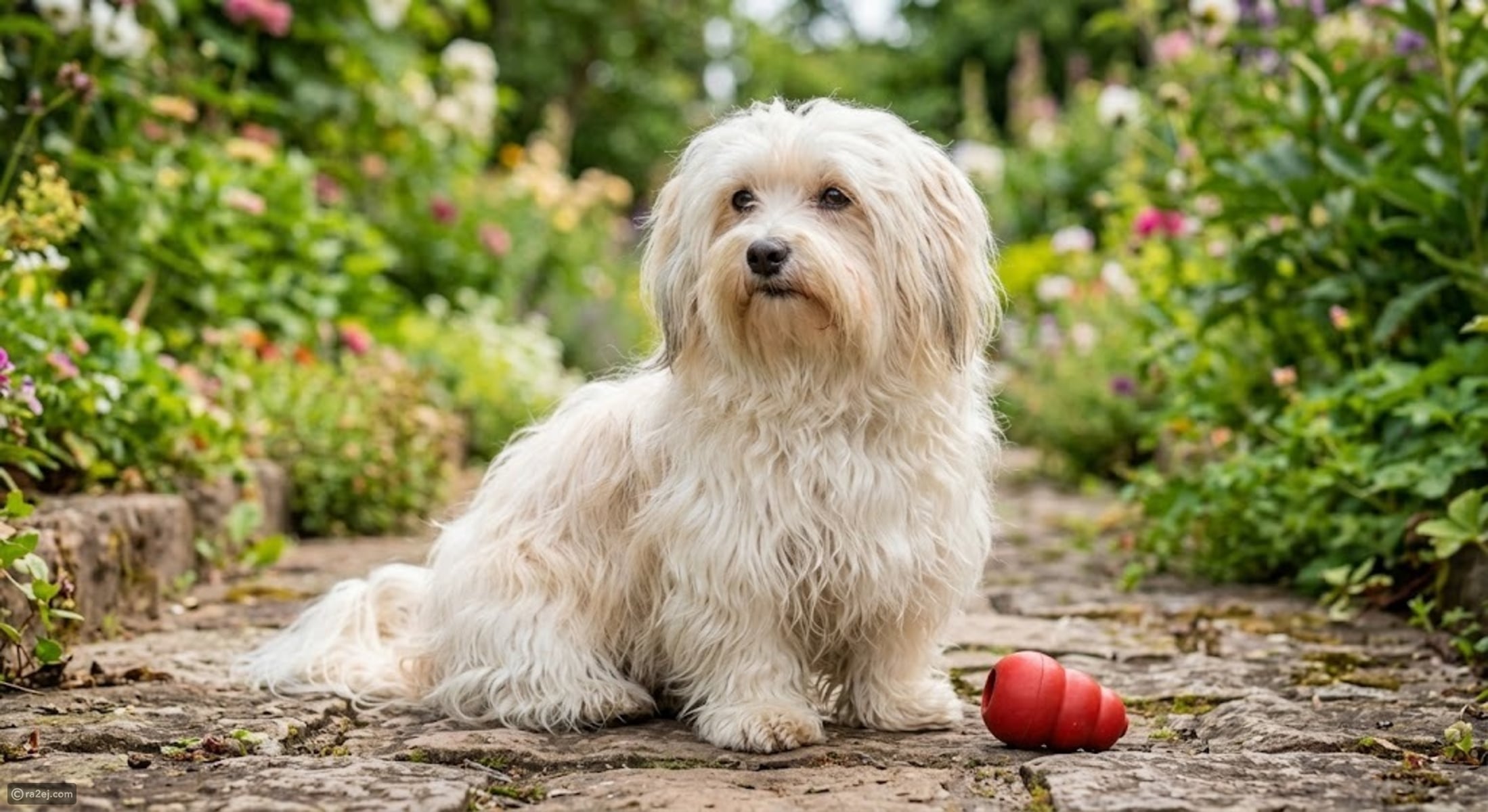 10 dog breeds most often overlooked by new owners