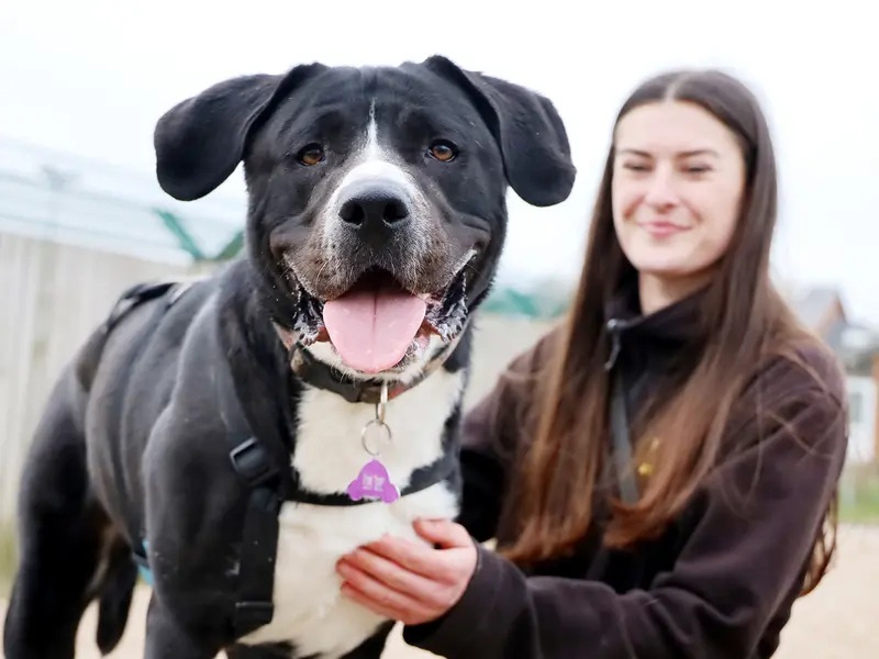Meet the eight underdogs from Leeds Dogs Trust that are desperate to be ...