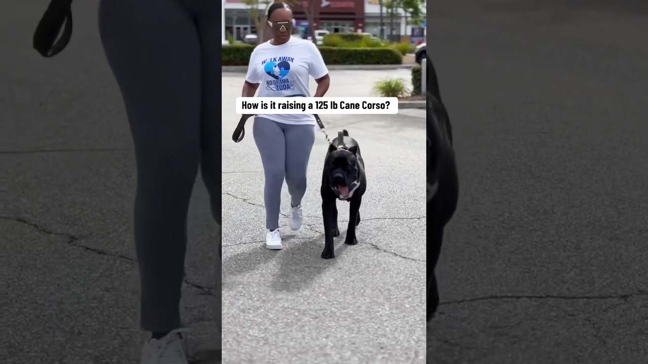 Life raising a 125 lb Cane Corso explained