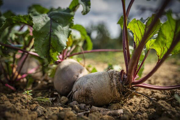 UK gardeners planting beetroot urged to avoid 1 spot in garden