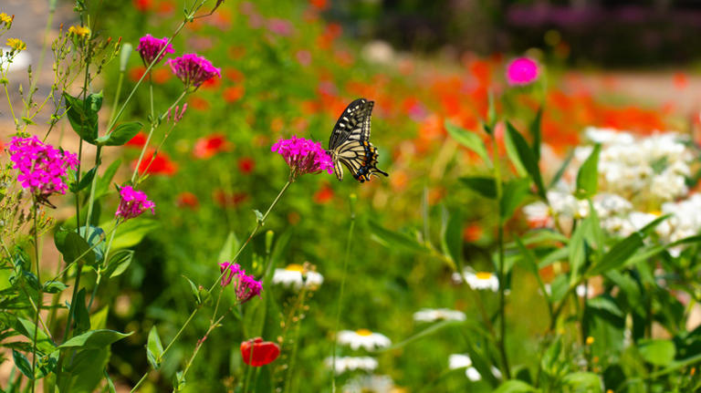 Not coleus, not impatiens: The vibrant annual flower that's great for a ...