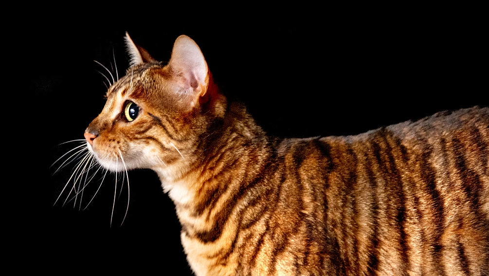 12 cats with extraordinary fur and features