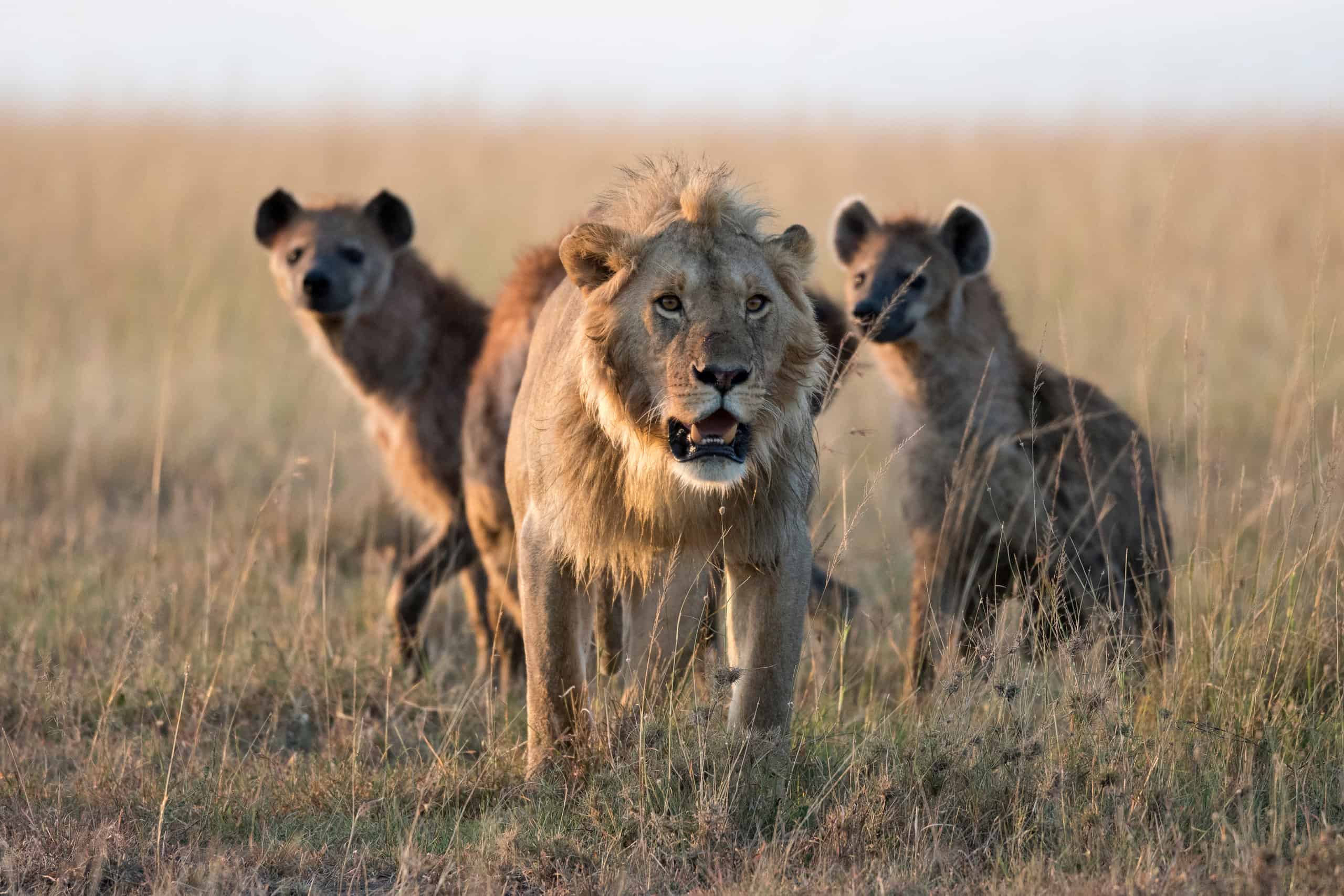 Which dog breed can take down a lion?