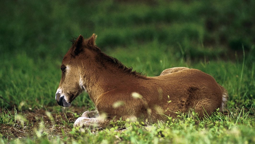 Exploring the Outer Banks: Horses, history, and flight