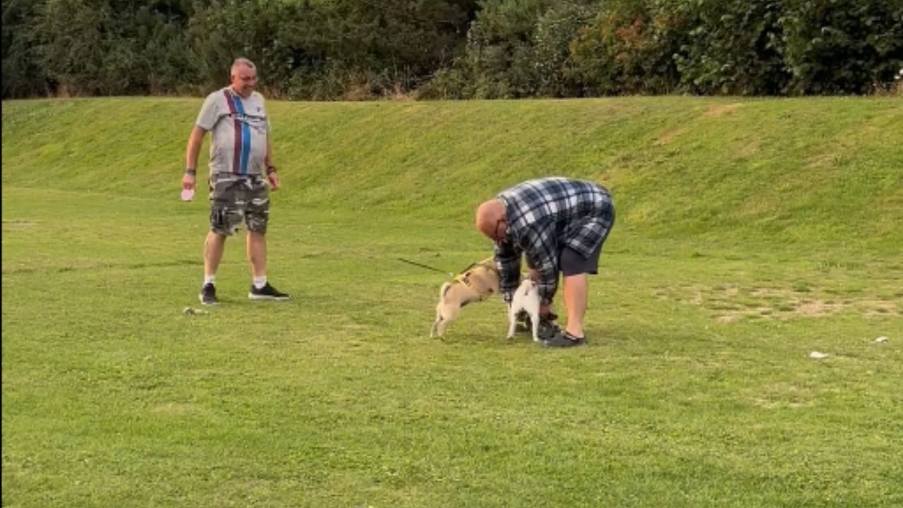 Dogs turn routine walk into a hilarious tangle for owners