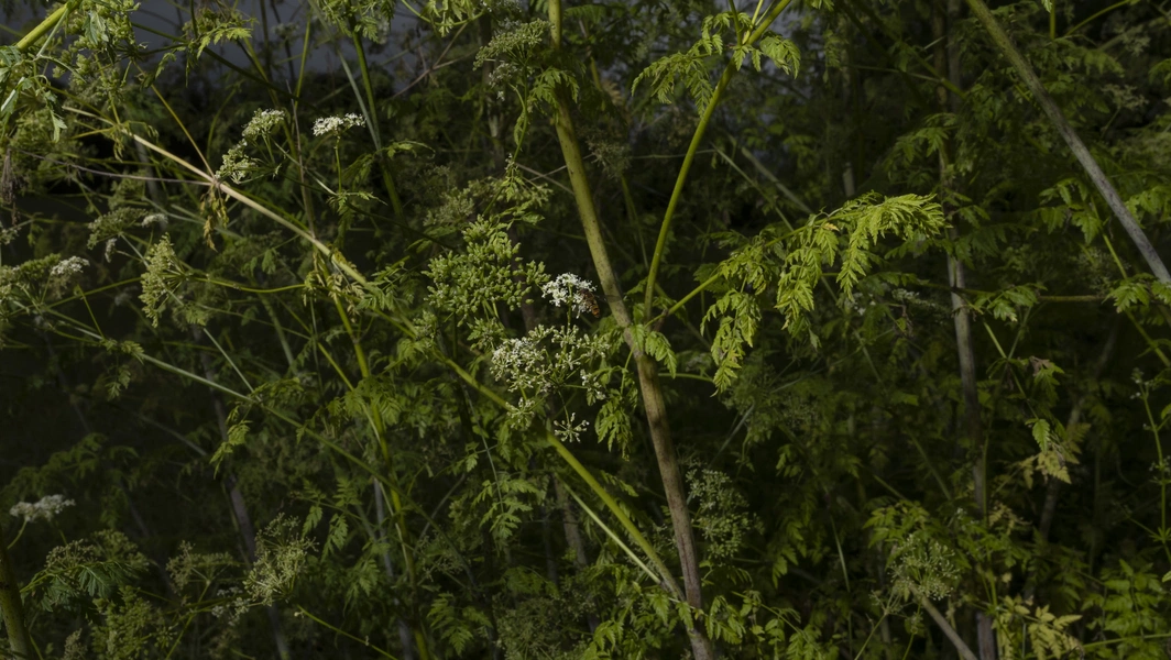 9 poisonous plants often confused with safe species