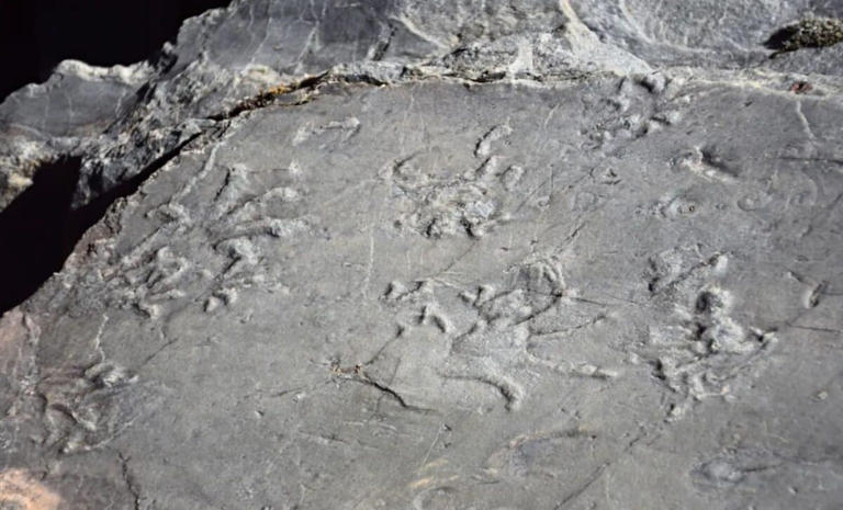A hiker accidentally discovered 280-million-year-old preserved ...