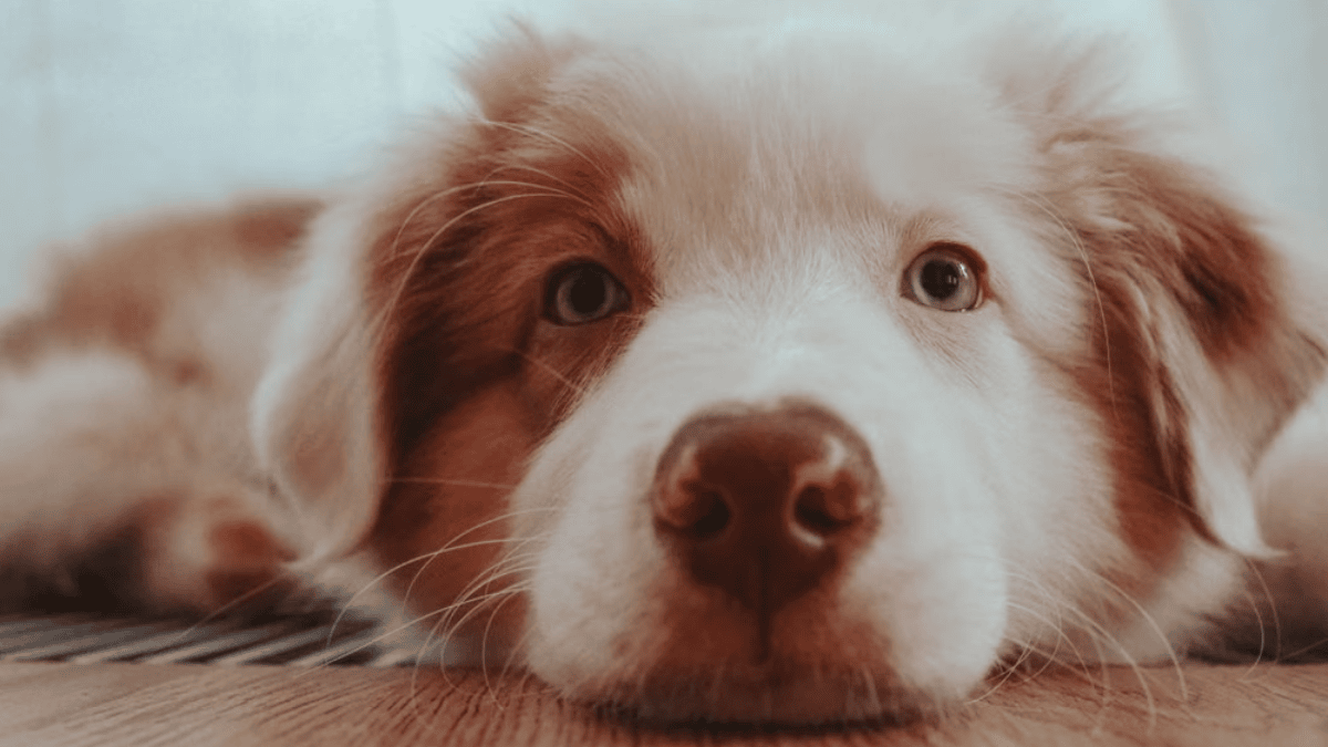 Want a dog without the noise? Veterinarians recommend these 7 calm breeds