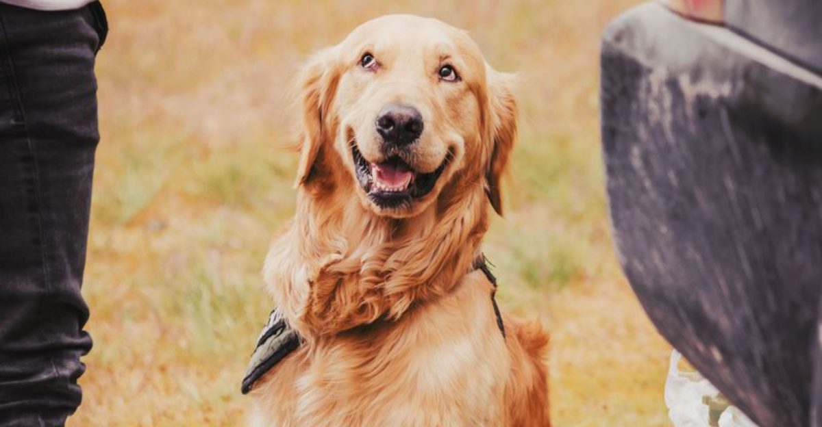 13 loving dogs that hand out affection as if it's unlimited