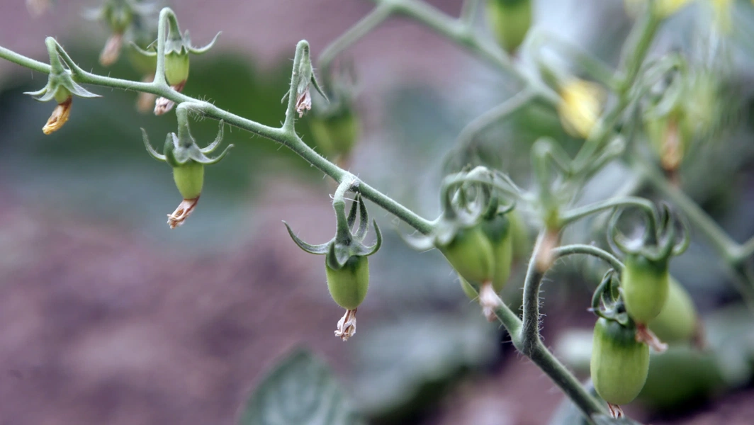Summer tomato growing secrets for endless harvests
