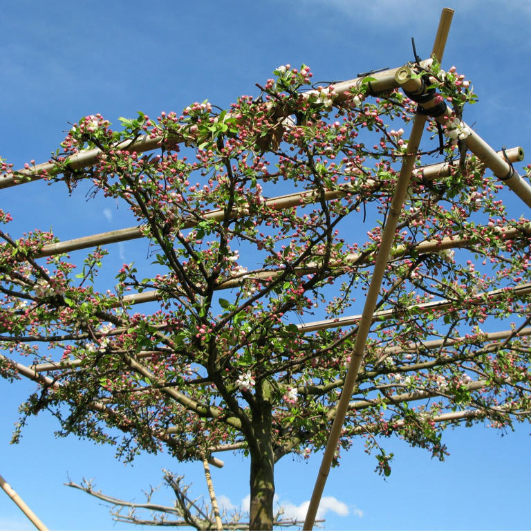 Nigella Lawson's parasol trees are a beautiful way to create natural ...