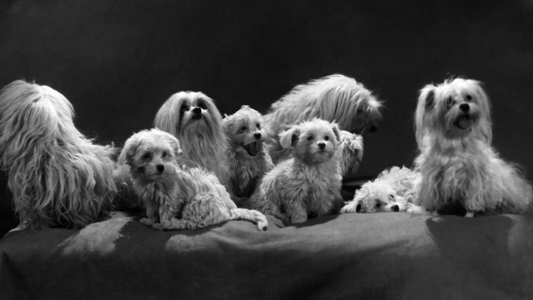 14 dog breeds that struggle with being alone