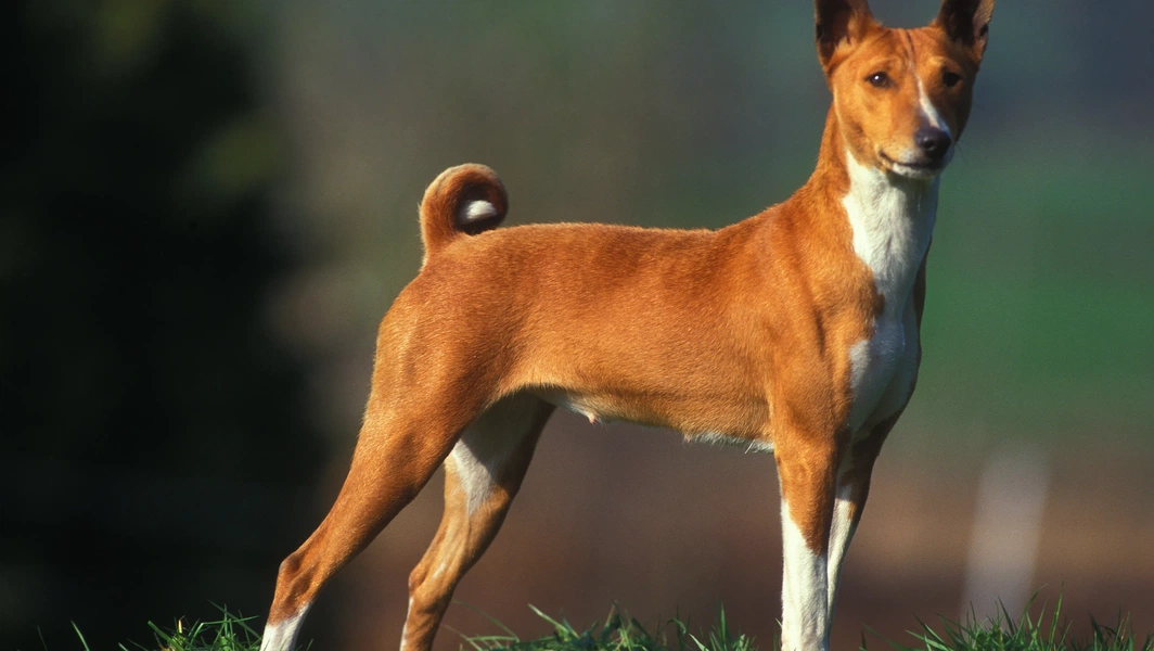 15 independent dog breeds with strong personalities
