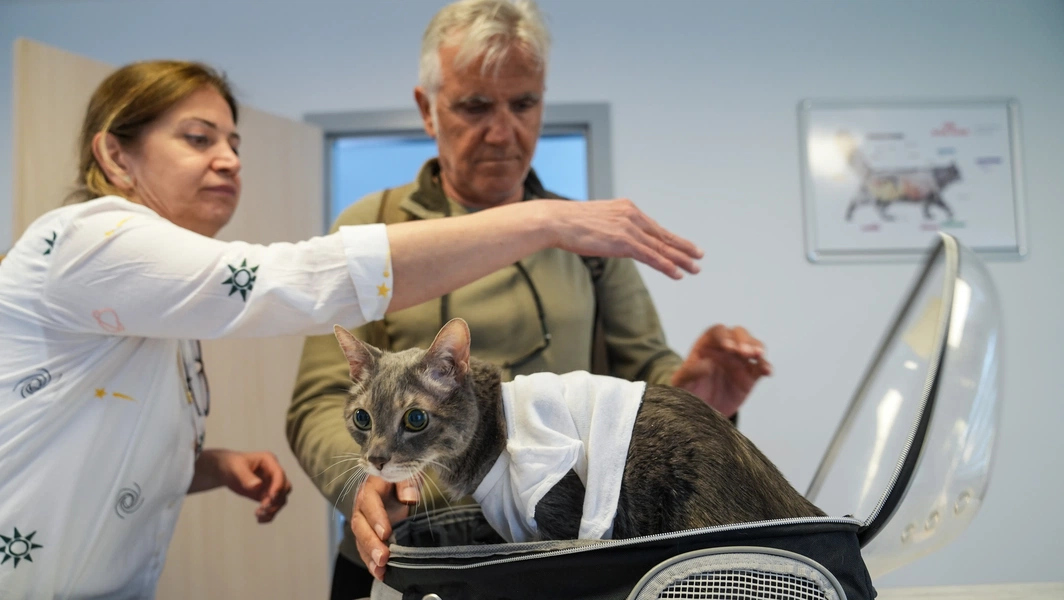 Living and thriving with cerebellar hypoplasia in cats