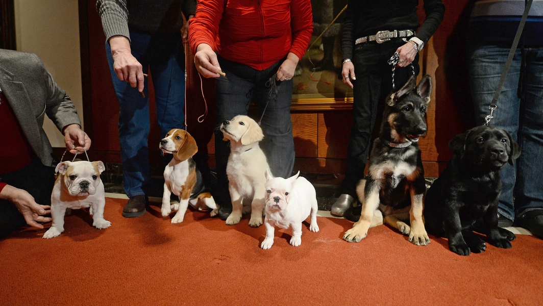 13 dog breeds with remarkable puppy-to-adult changes