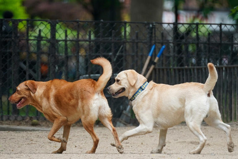 That’s ruff! How NYC ranks on nation-wide pet friendly scale: new survey