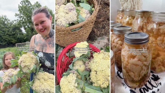 'Not perfect' harvest still yields 33 jars of pickled cauliflower