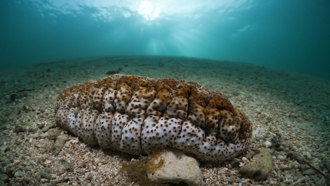 Sea Cucumber Tissues That Live for Years Detached