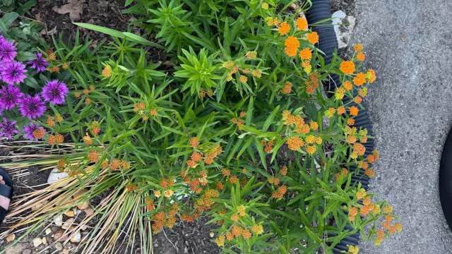 'I legit let a shriek out': Early monarch caterpillars in New Jersey ...