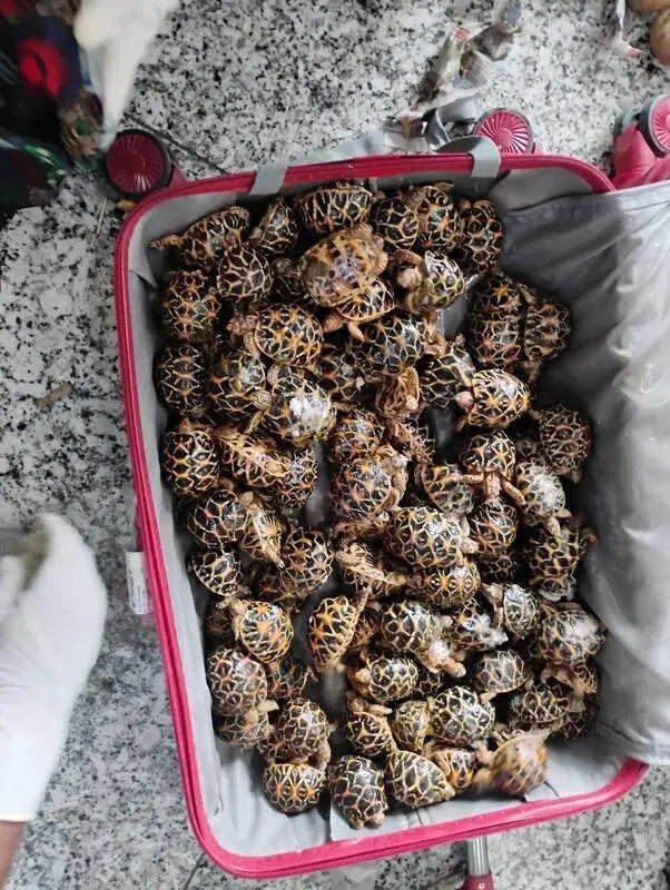 Two flyers in net with over 1k turtles & 100 tortoises