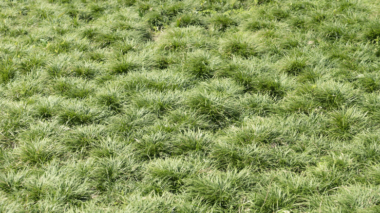 The affordable way to level a bumpy lawn (without heavy equipment)