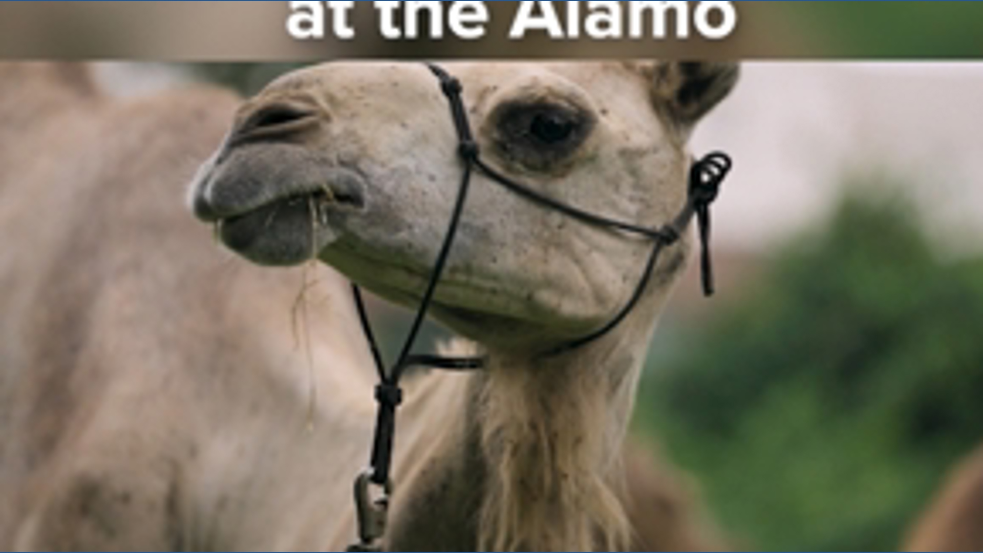 POV: You visit the Alamo on World Camel Day