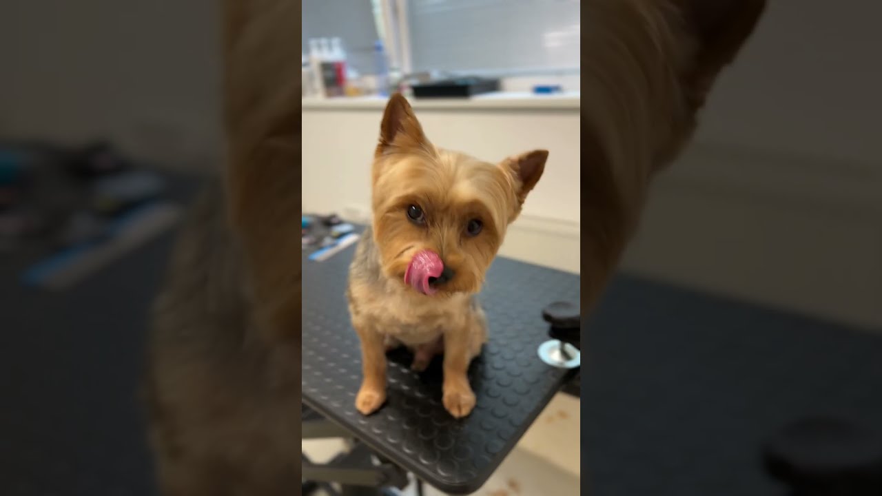 Yorkshire terrier head & face grooming tutorial | Pro Yorkie styling tips