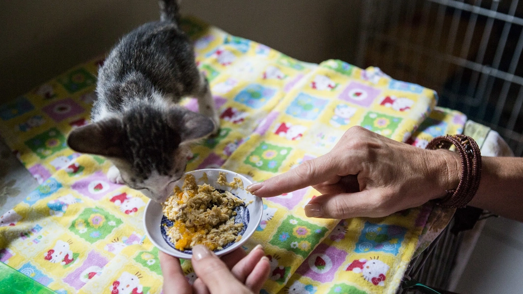 Kitten care from birth to adulthood