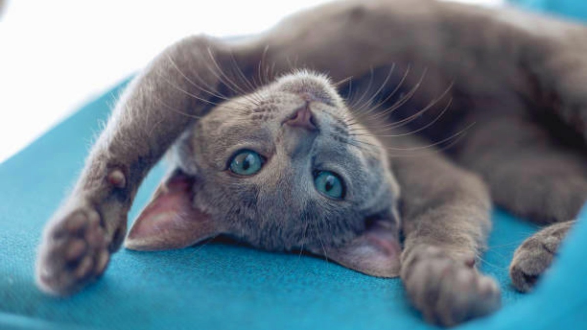 The unexpected connection between your personality and the ideal cat ...