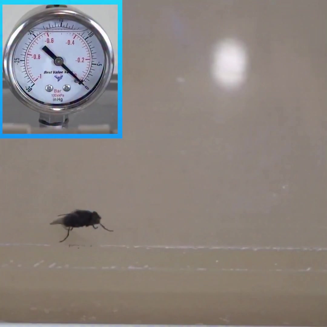 Fly vs. spider in a vacuum chamber