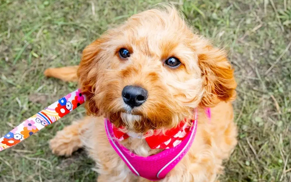 Experts warn Cavapoo owners on critical puppy socialization window