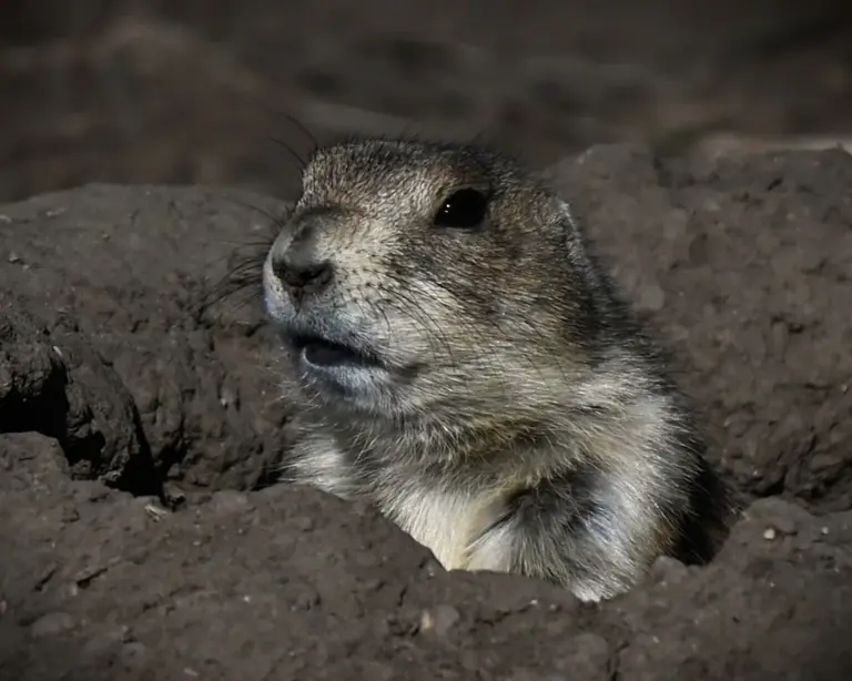 Found a groundhog family under your deck? What you should do next