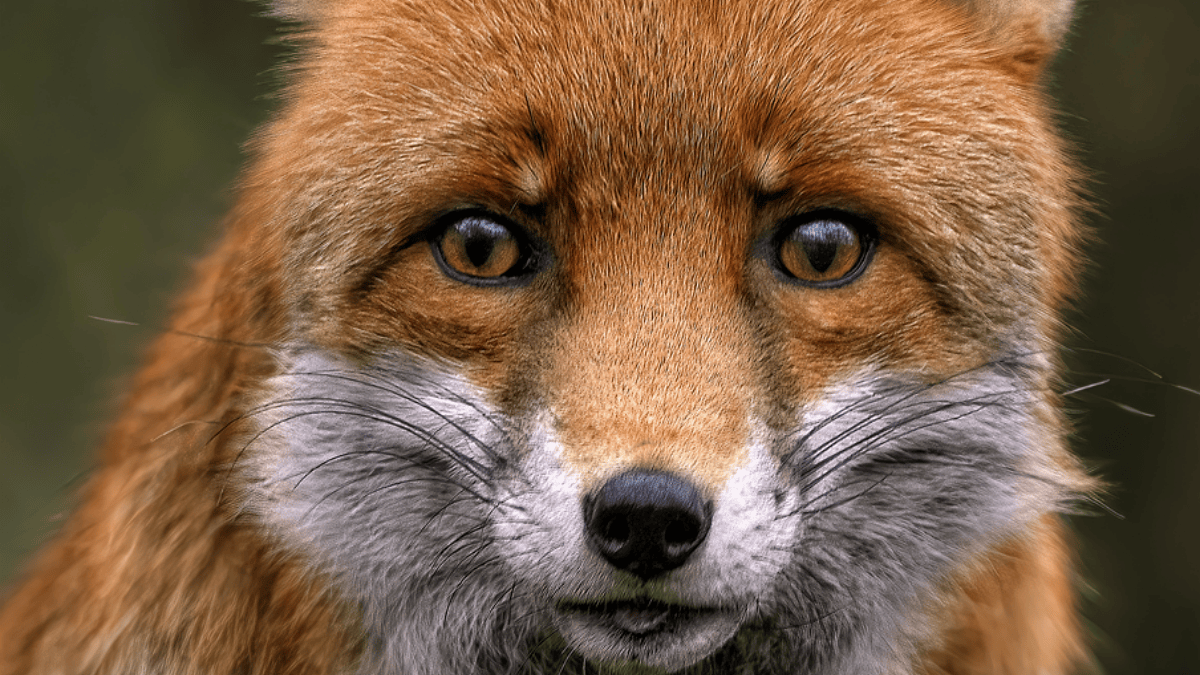 If you live near a forest and a fox appears in your garden, wildlife ...