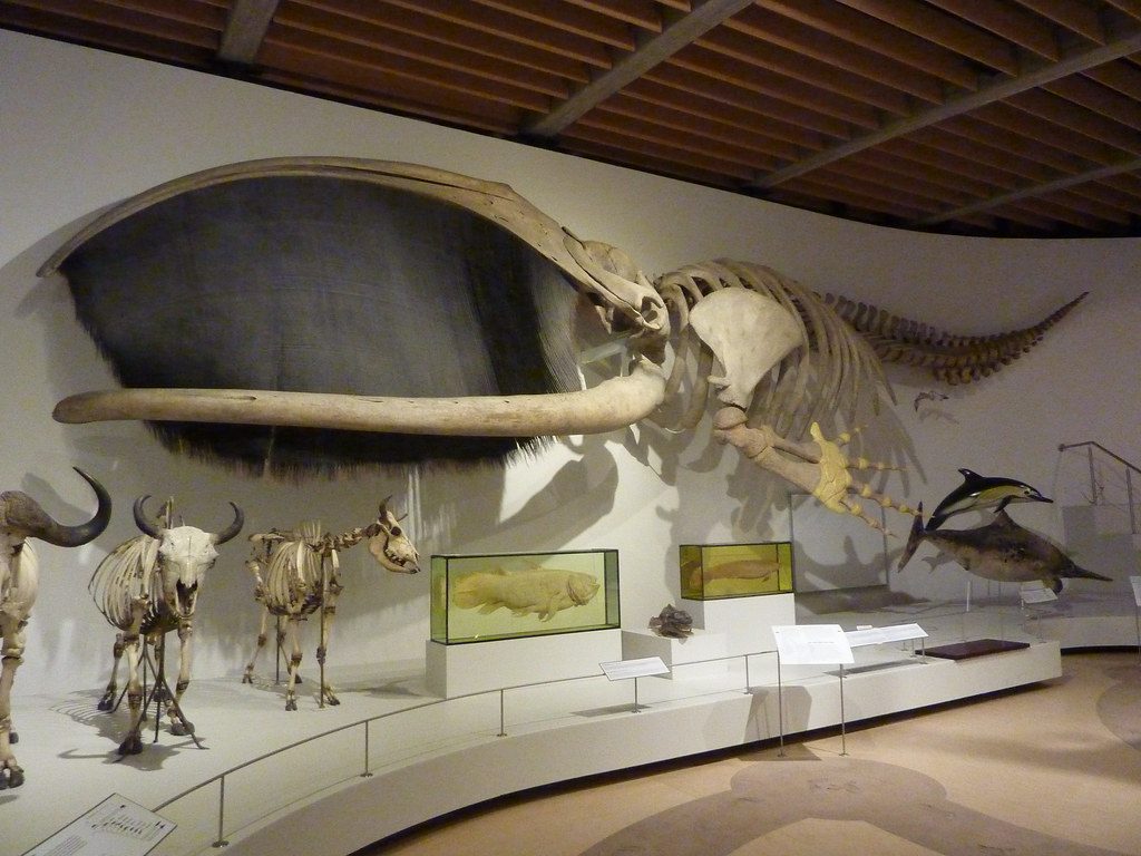A whale carried a 19th-century harpoon for more than 100 years