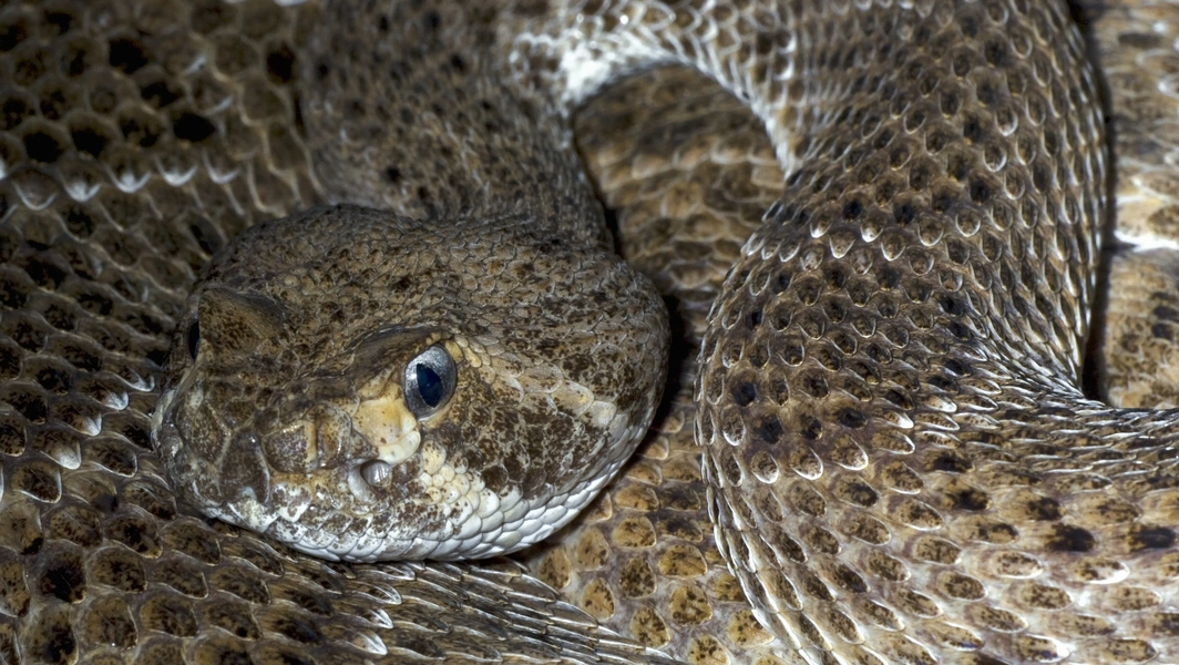 5 US national parks with remarkable snake populations