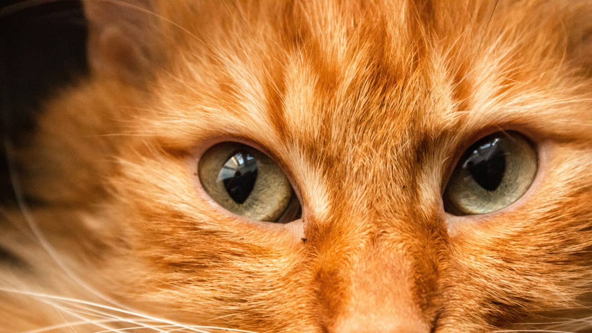 Orange cat's face says it all after overhearing 2 words no pet wants to ...