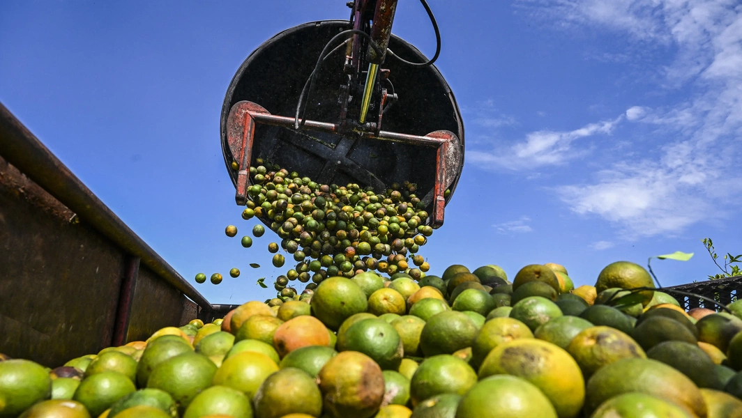 Lima oranges: origins, cultivation, and uses