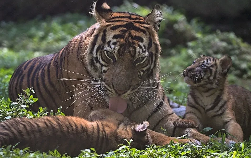 Drone footage captures tigress caring for another’s cubs in wild