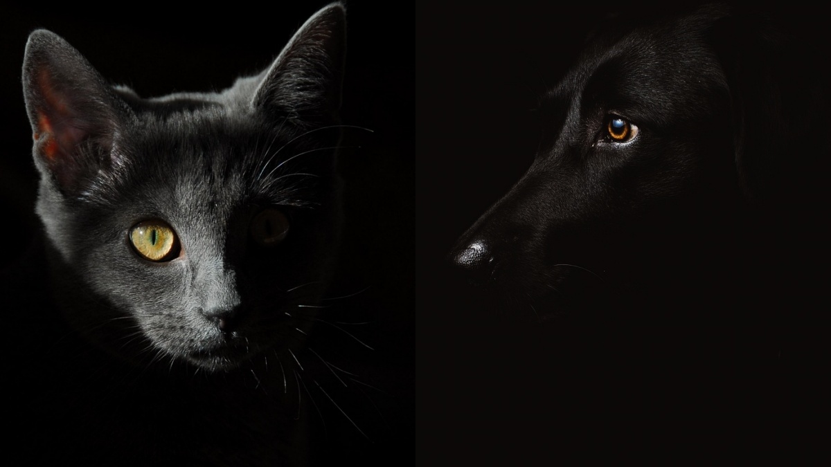 Do dogs and cats really hate each other? Experts finally explain ...
