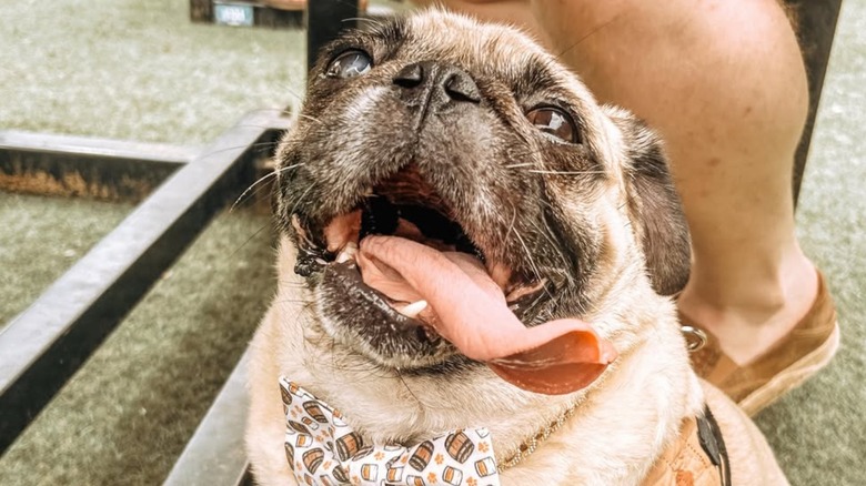 Precious pug inhaling hot dog at a baseball game is so relatable to ...