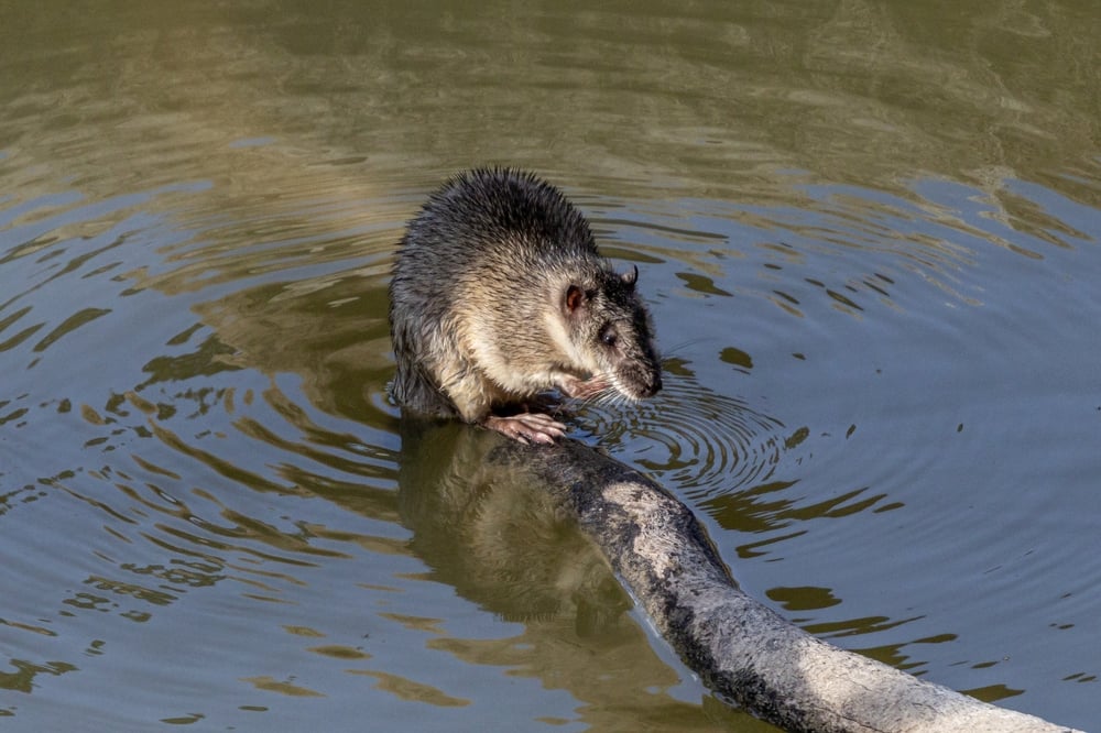 The Australian rat that flips cane toads before eating them