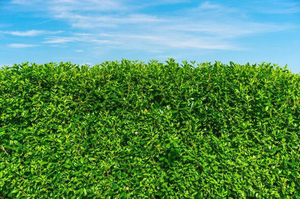 Law firm explains what happens when your neighbour's hedge gets too high