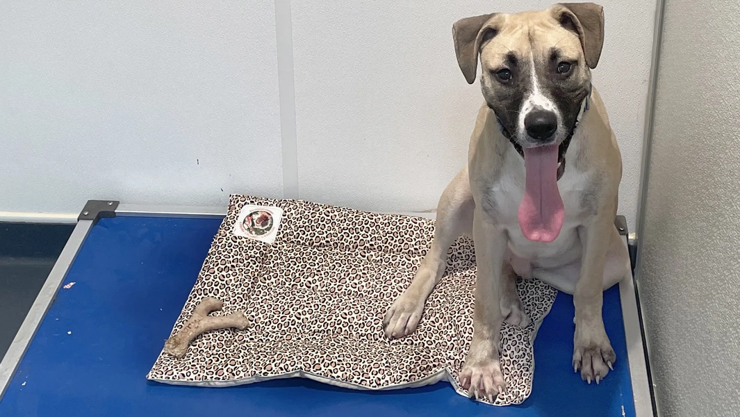 Why puppy breed labels often miss the mark