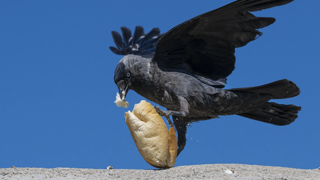 How crows form bonds and offer gifts