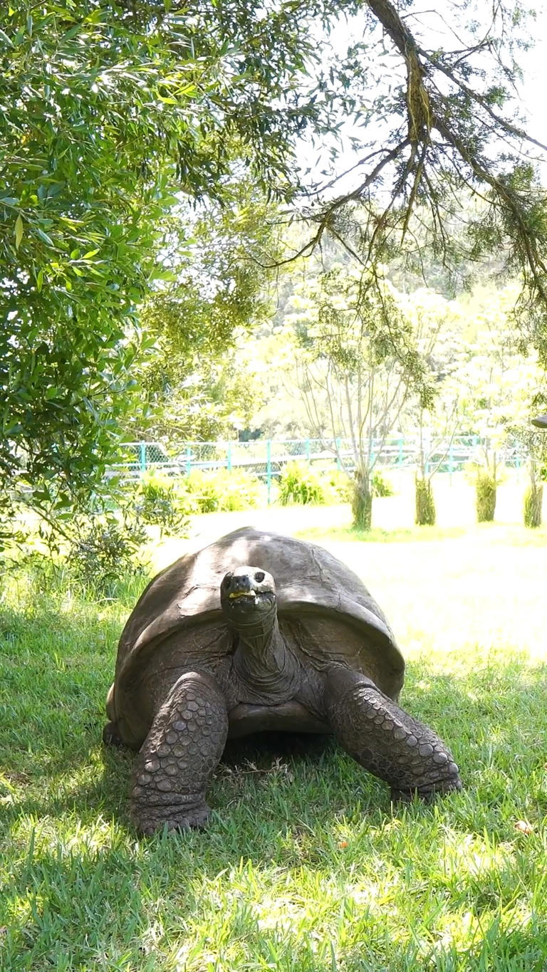 World’s oldest living land animal, a 194-year-old tortoise, honored ...