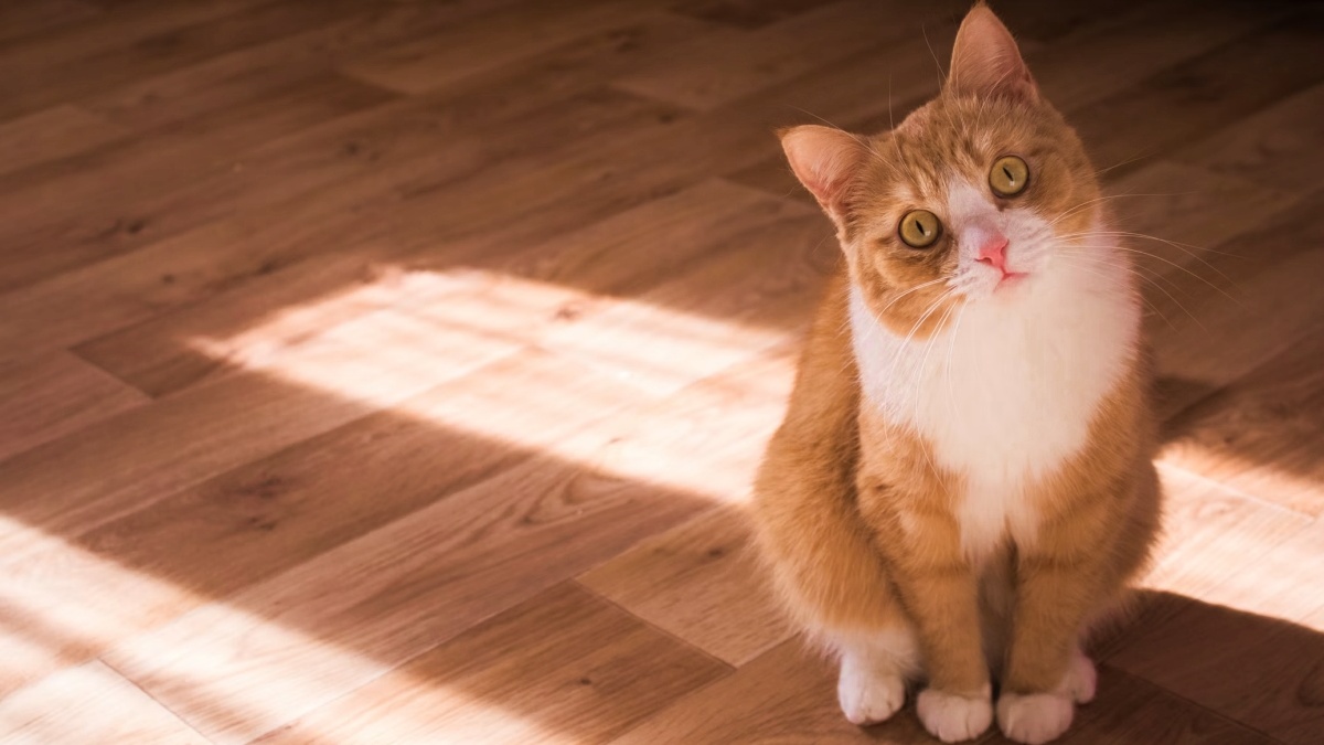 6 signs that a cat doesn't like you and 5 that it actually likes you ...