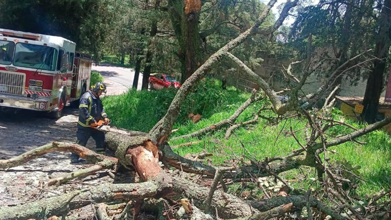 Lluvia y viento barren con árboles en varios puntos de CDMX