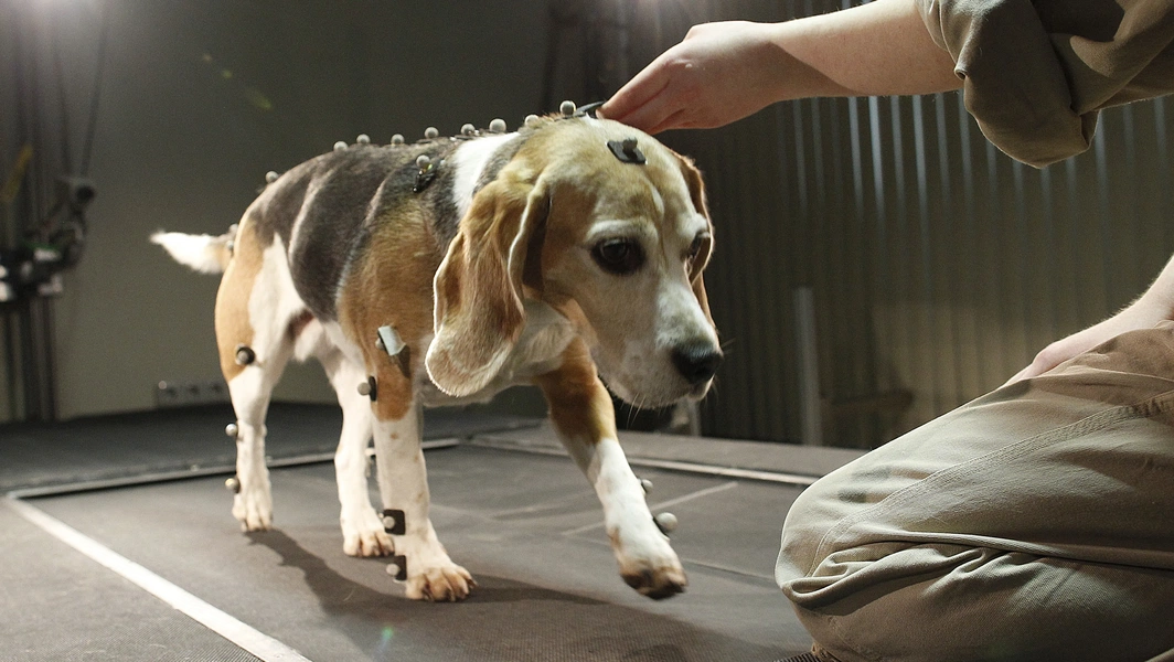 Understanding dog limping: Causes, diagnosis, and care