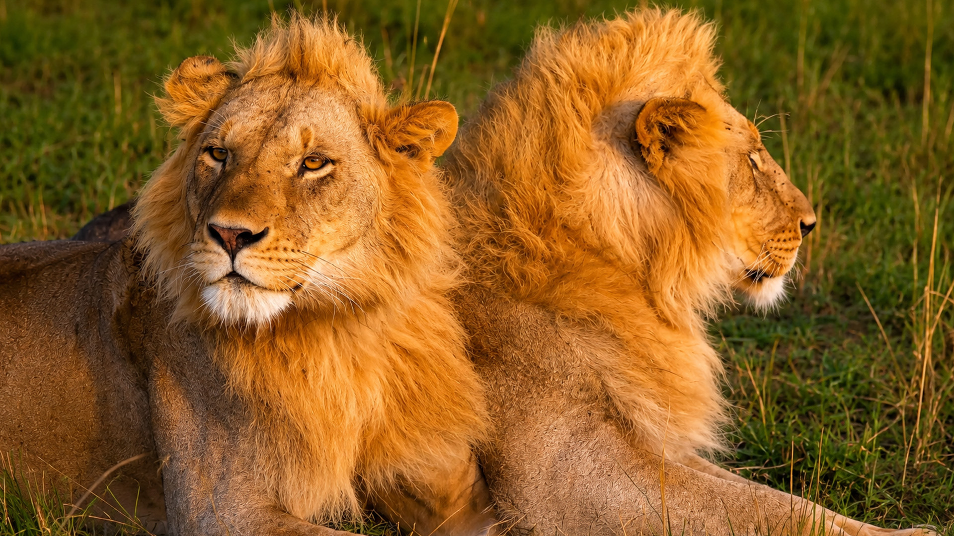 Sharing territory with Africa's top predator