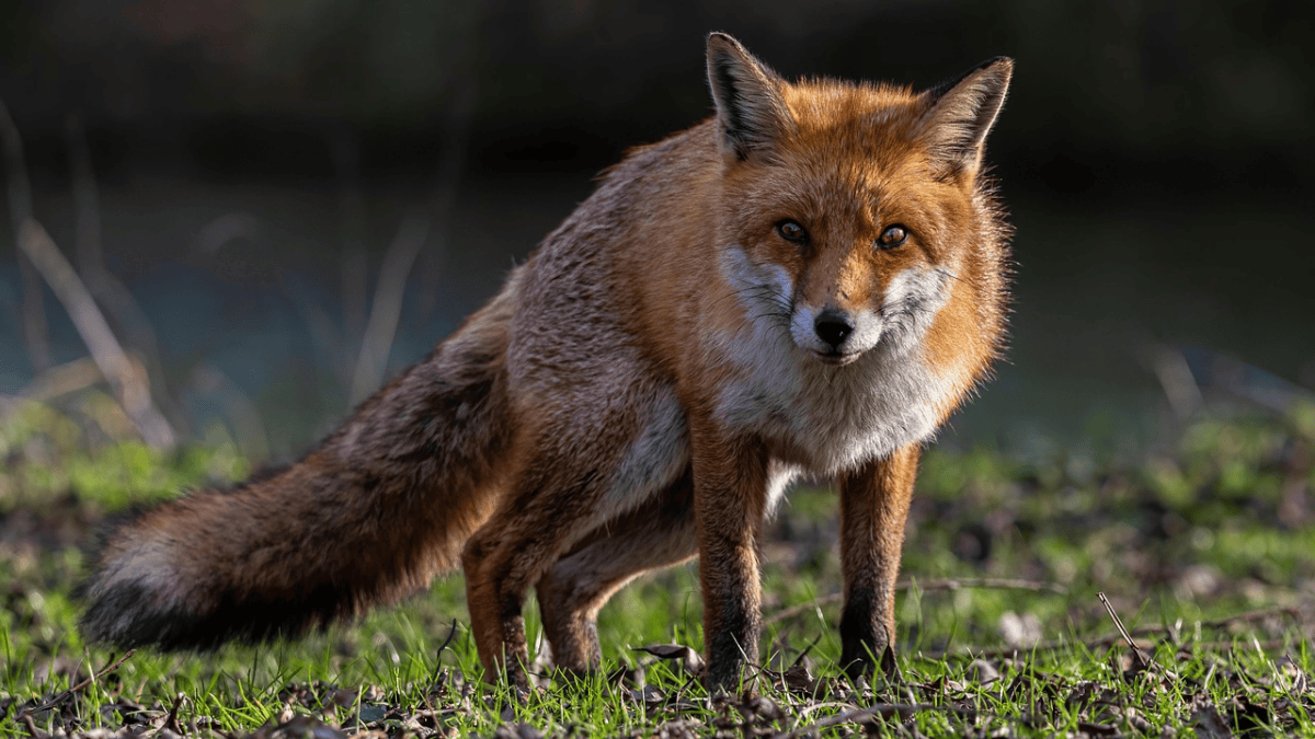 Americas Hidden Wildlife: 10 Animals You Can Spot Across the Country